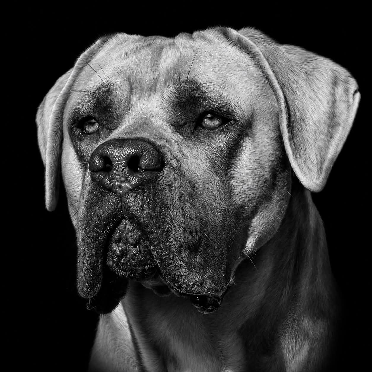 Contact - Elevage du Temple de Jade - Eleveur et sélection de Cane Corso